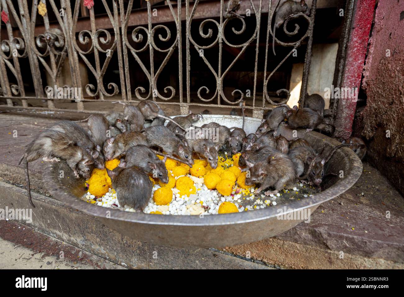 India, Rajasthan, Bikaner region, Deshnoke, Karni Mata temple also known as Rat Temple ...