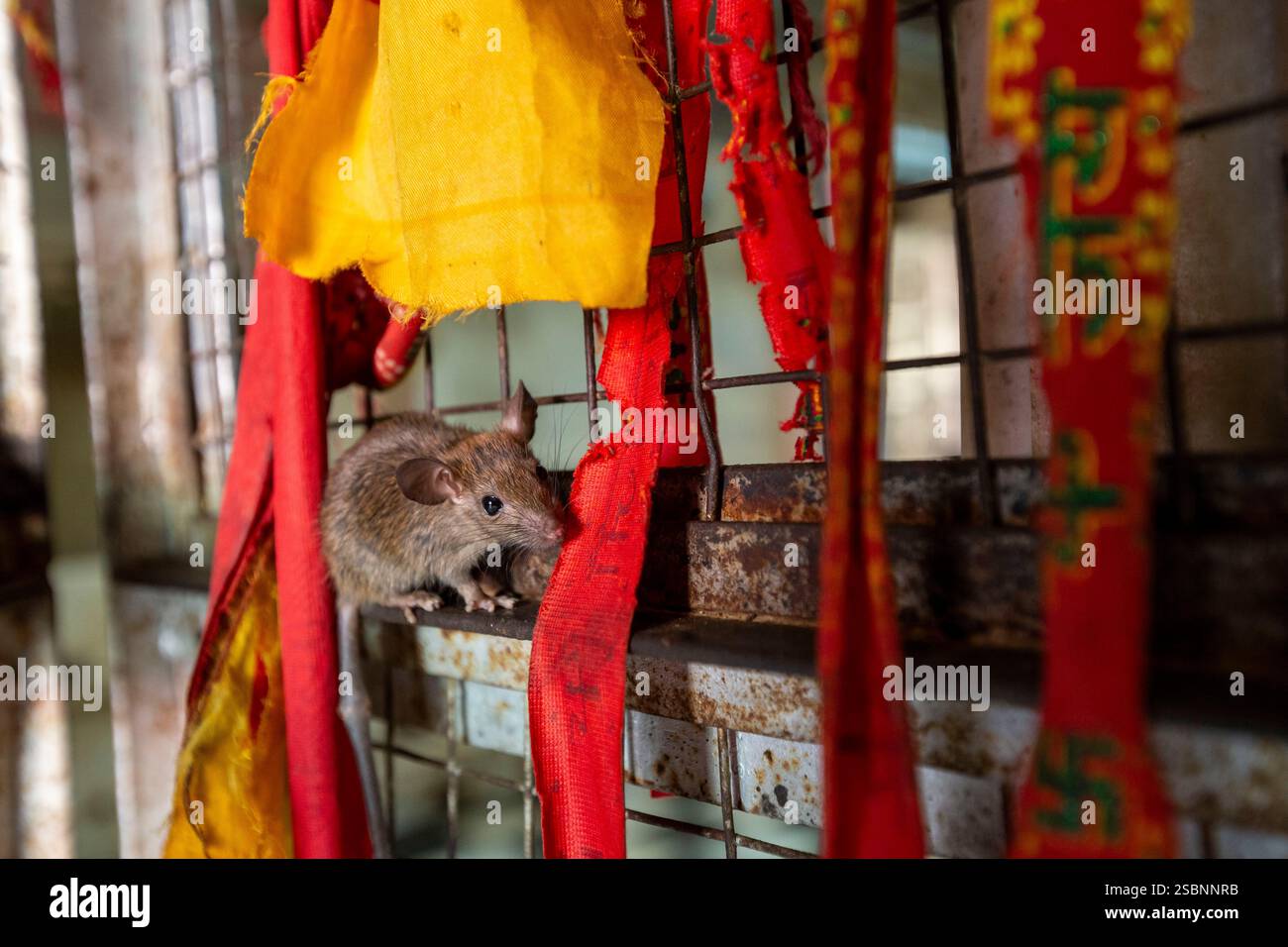 India, Rajasthan, Bikaner region, Deshnoke, Karni Mata temple also ...