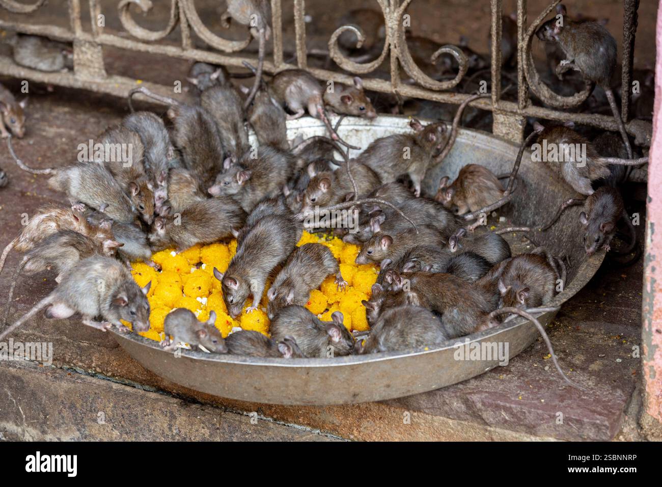 India, Rajasthan, Bikaner region, Deshnoke, Karni Mata temple also ...