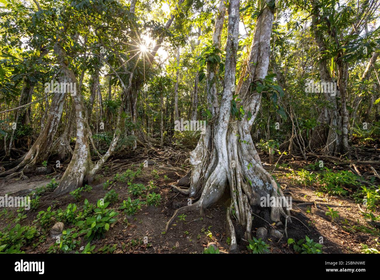 Panama, Bocas del Toro, Isla Carenero, Carenero Island, swamp forest and its buttress trees ...