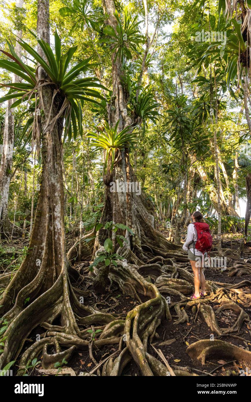 Panama, Bocas del Toro, Isla Carenero, Carenero Island, swamp forest and its buttress trees ...