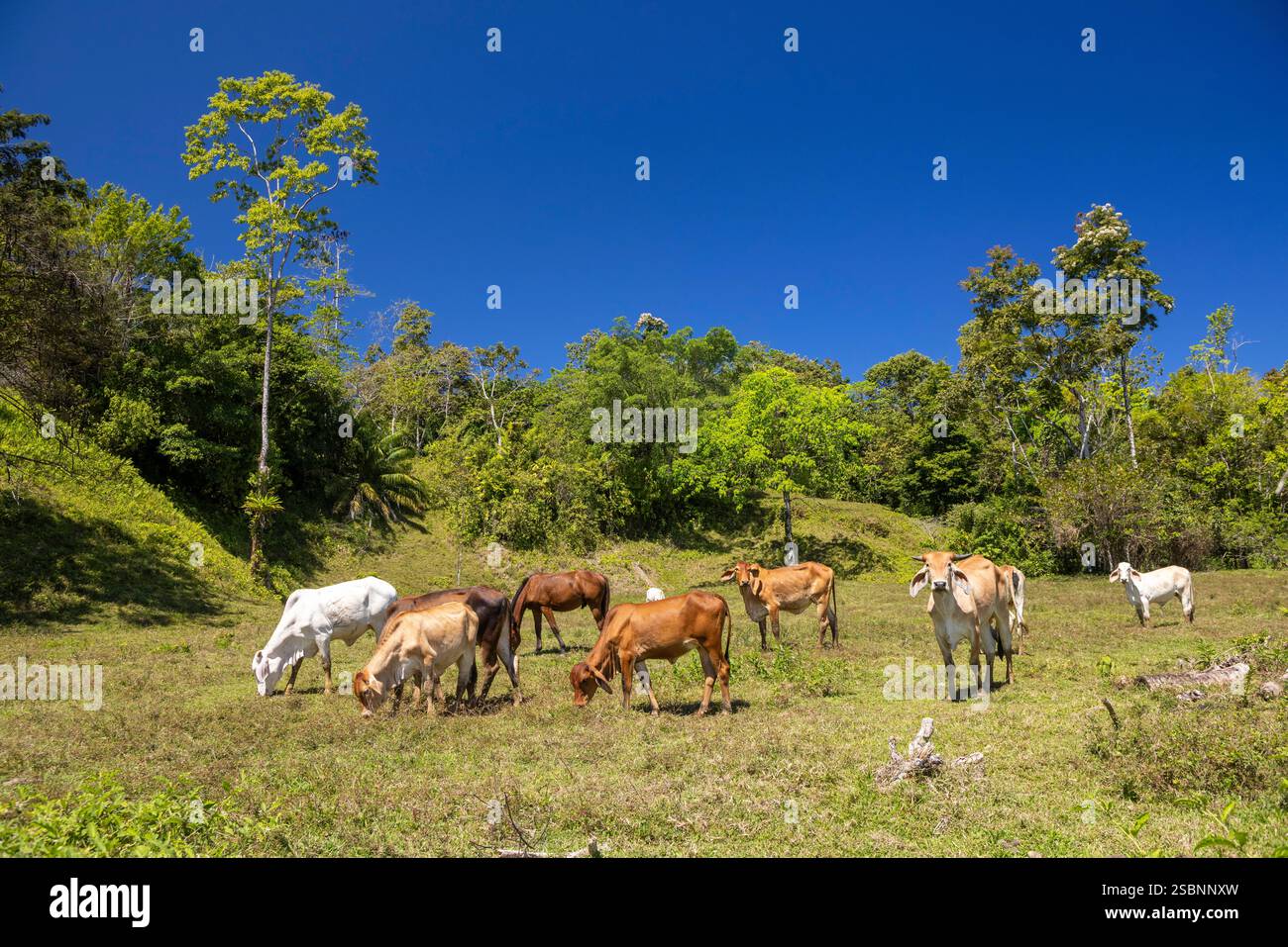 Panama, Bocas del Toro, Isla Colón, herd of cows Stock Photo - Alamy