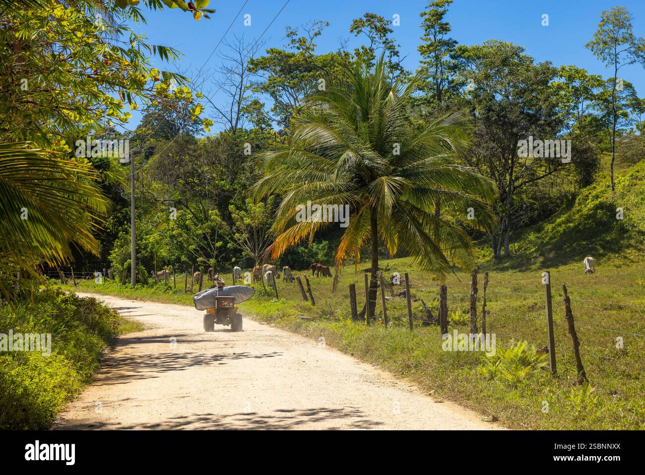 Panama, Bocas del Toro, Isla Colón, surfer going to the beach by quad bike Stock Photo - Alamy