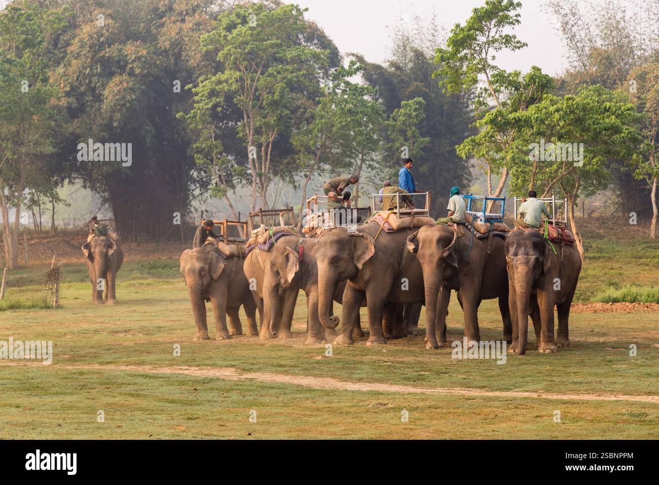 Nepal, Chitwan National Park, Sauraha, Asian Elephants prepared for an ...