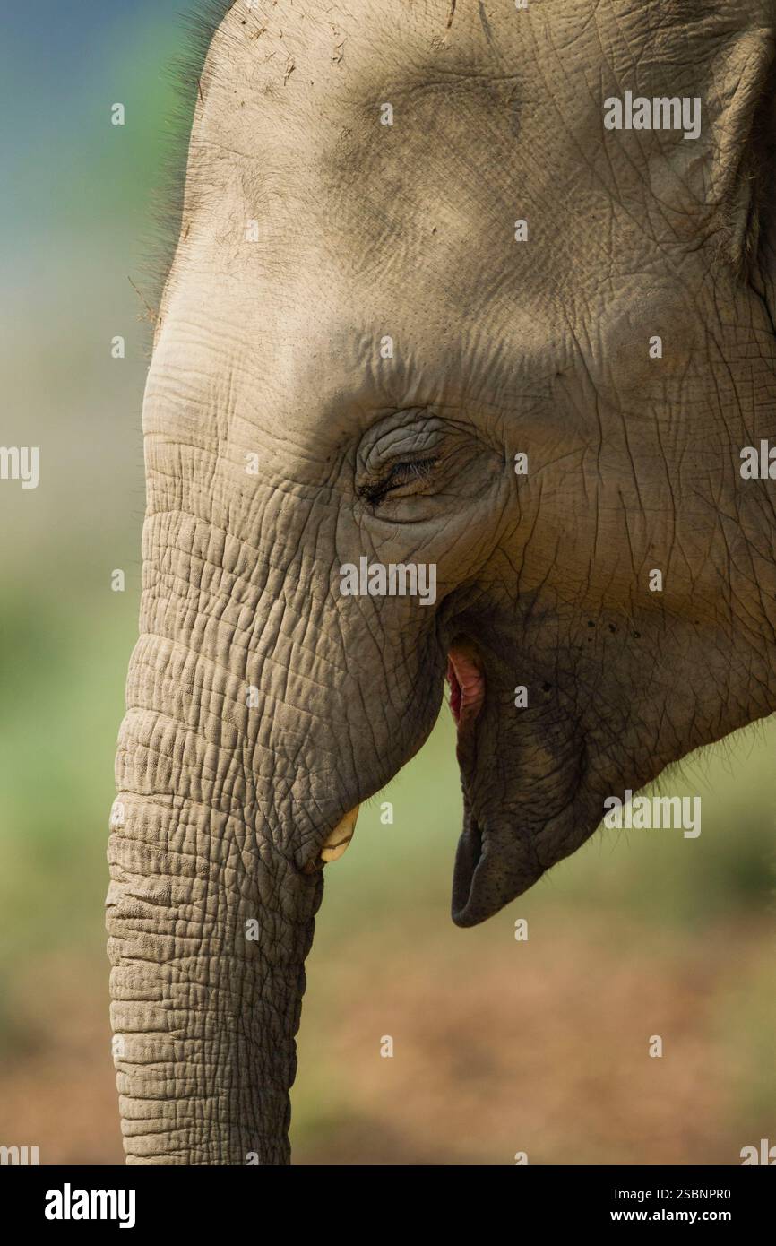 Nepal, Chitwan National Park, Sauraha, young Indian Elephant (Elephas ...