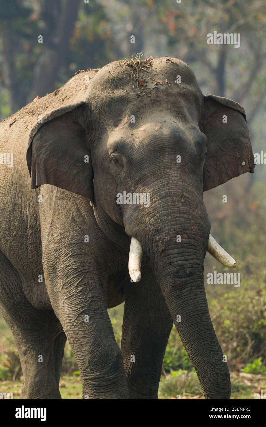 Nepal, Chitwan National Park, a wild bull Indian Elephant (Elephas ...