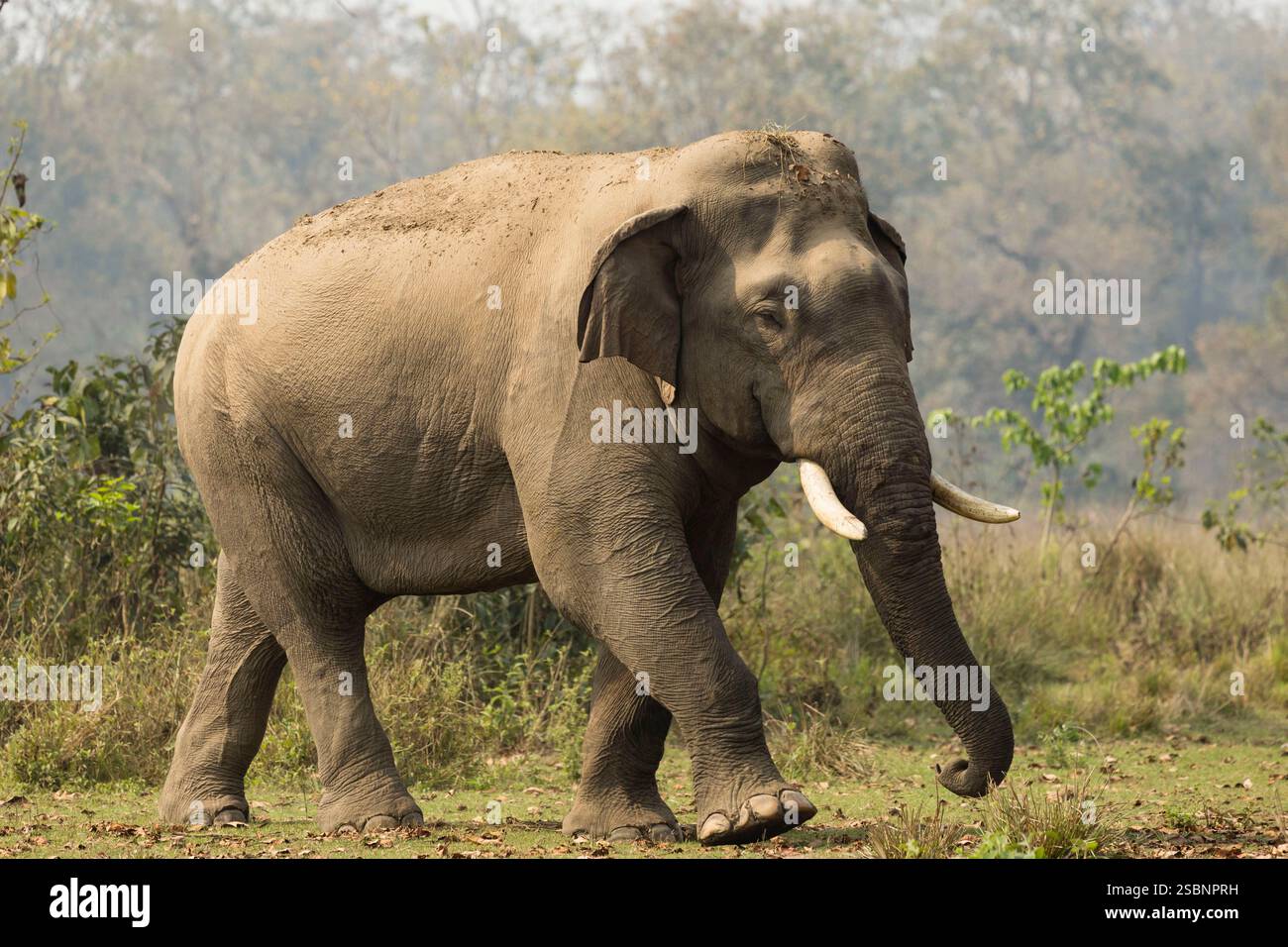 Nepal, Chitwan National Park, a wild bull Indian Elephant (Elephas ...