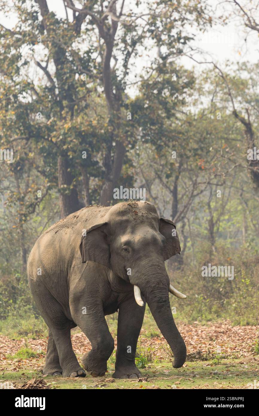 Nepal, Chitwan National Park, a wild bull Indian Elephant (Elephas ...