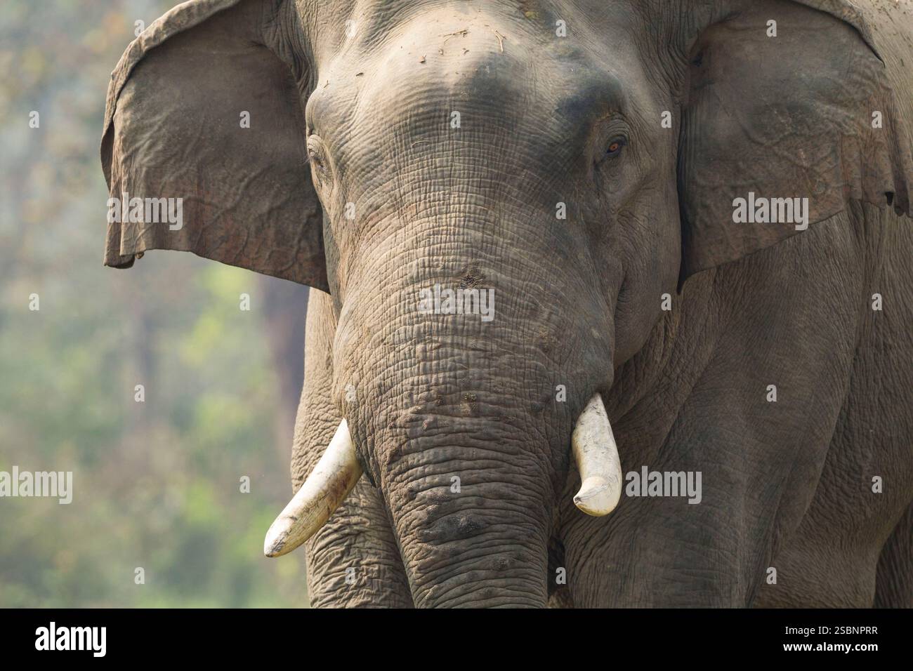 Nepal, Chitwan National Park, a wild bull Indian Elephant (Elephas ...