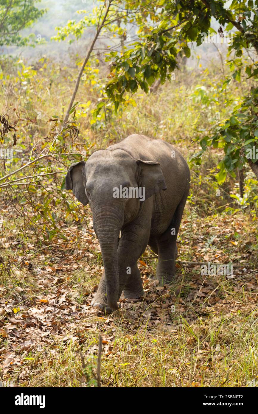 Nepal, Chitwan National Park, Sauraha, young Indian Elephant (Elephas ...
