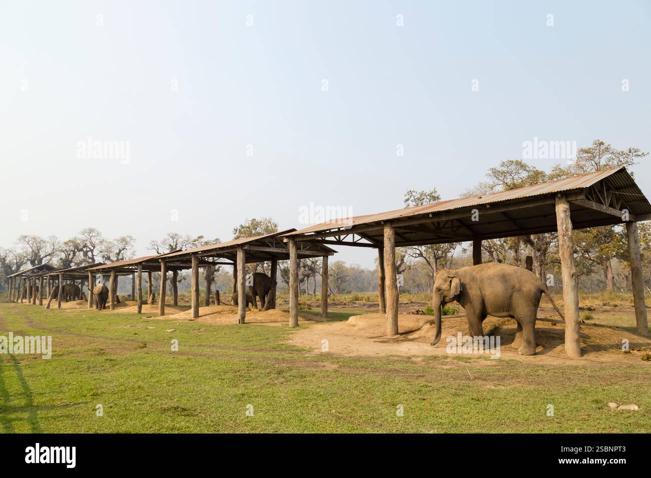 Nepal, Chitwan National Park, Sauraha, Indian Elephant (Elephas maximus ...