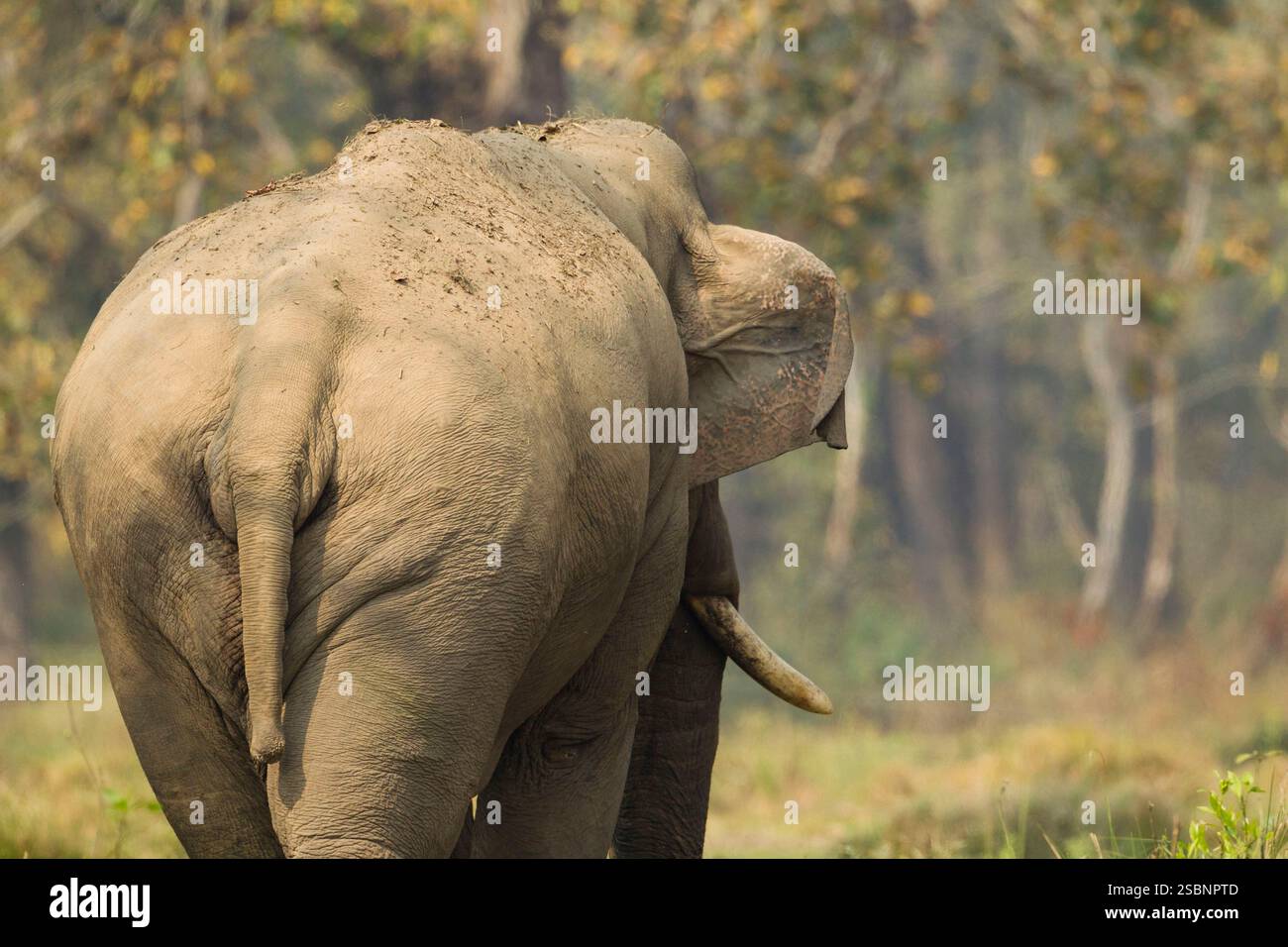 Nepal, Chitwan National Park, a wild bull Indian Elephant (Elephas ...
