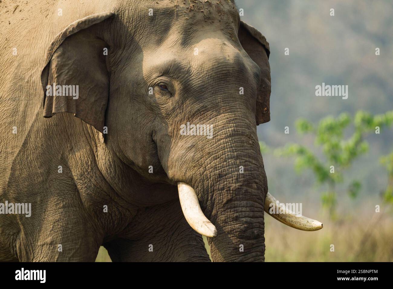 Nepal, Chitwan National Park, a wild bull Indian Elephant (Elephas ...