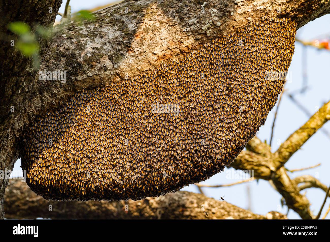 Nepal, Chitwan National Park, wild bee hives in a tree Stock Photo - Alamy