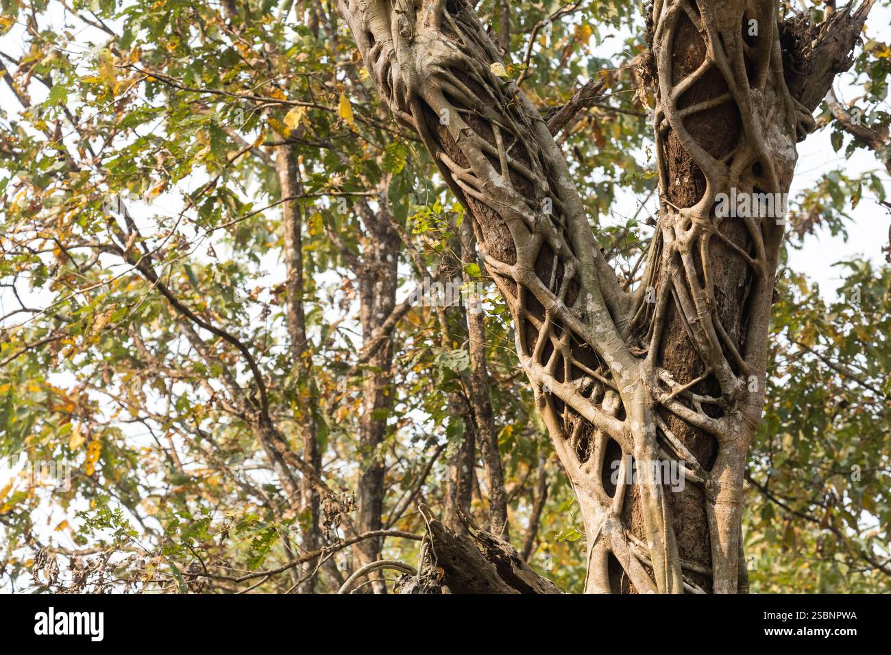 Nepal, Chitwan National Park, strangler Fig tree (Ficus sp) wrapped ...