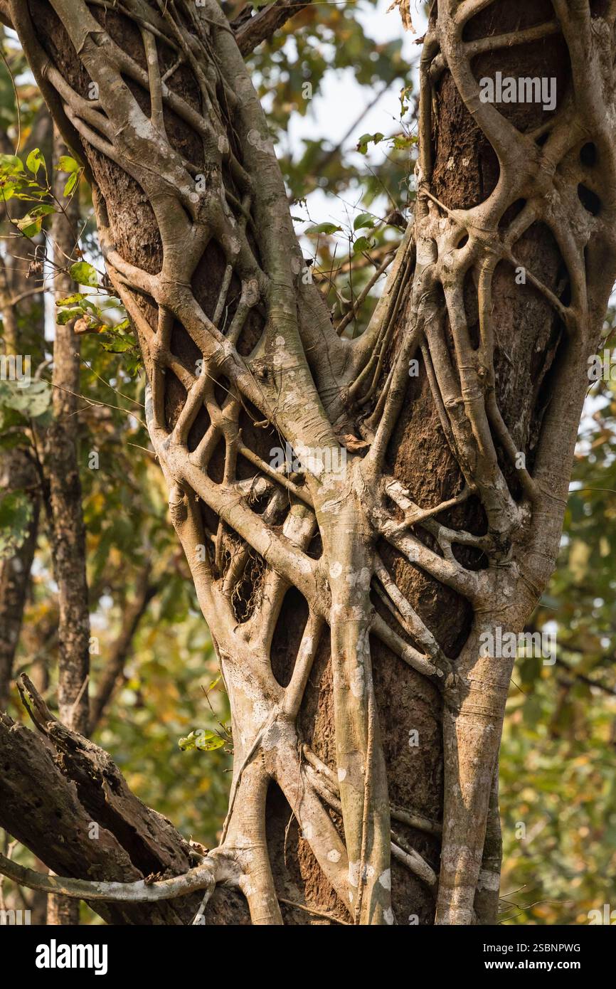 Nepal, Chitwan National Park, strangler Fig tree (Ficus sp) wrapped ...