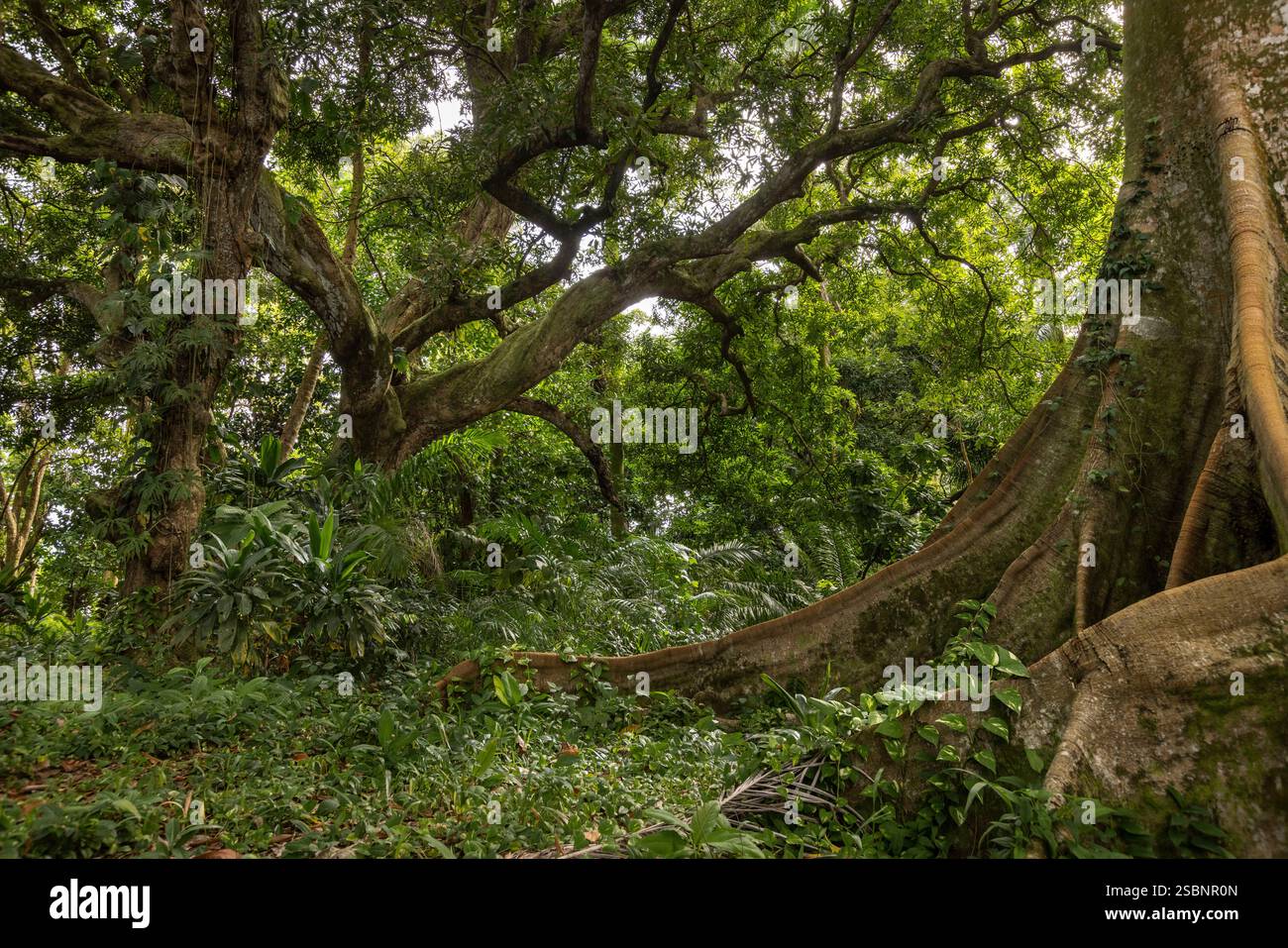 Panama, Bocas Del Toro, Isla Solarte, tree with buttress roots Stock ...