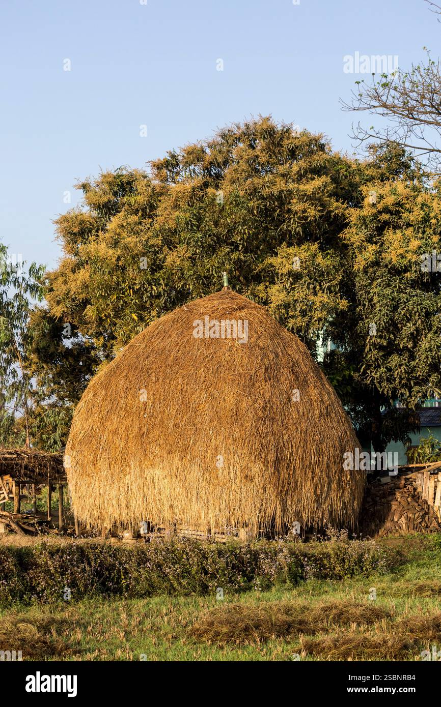 Nepal, Chitwan, straw hay bale Stock Photo - Alamy