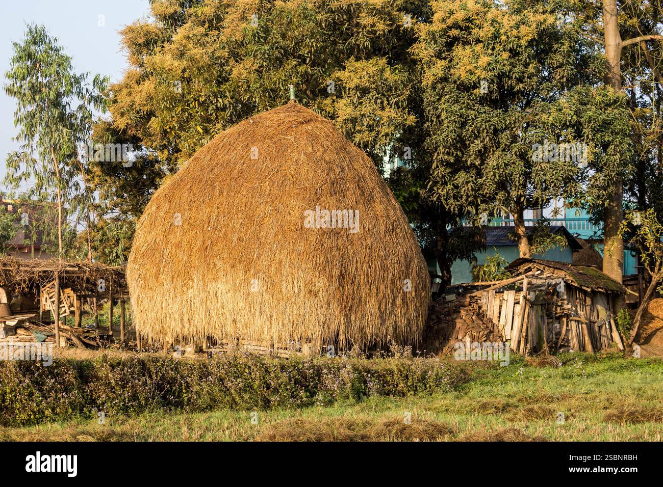 Nepal, Chitwan, straw hay bale Stock Photo - Alamy
