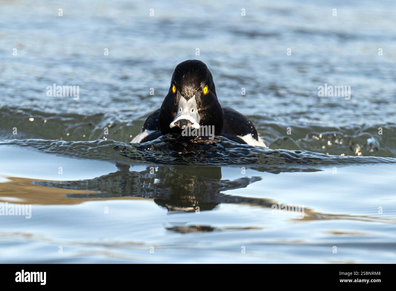 The Tufted Duck is a medium-sized diving duck, smaller than a Mallard ...
