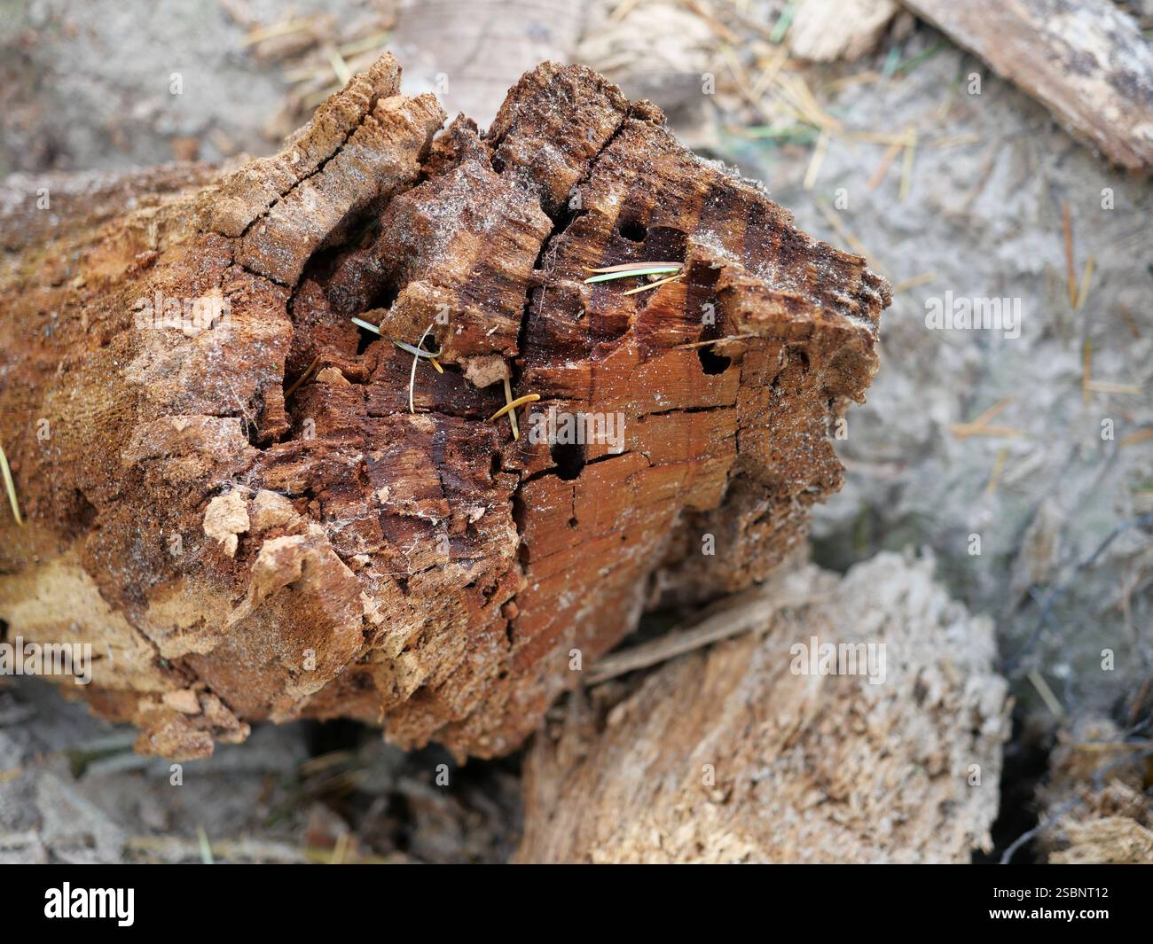 bark beetle evidence of wood eating. Crumbled pine wood as frightening ...