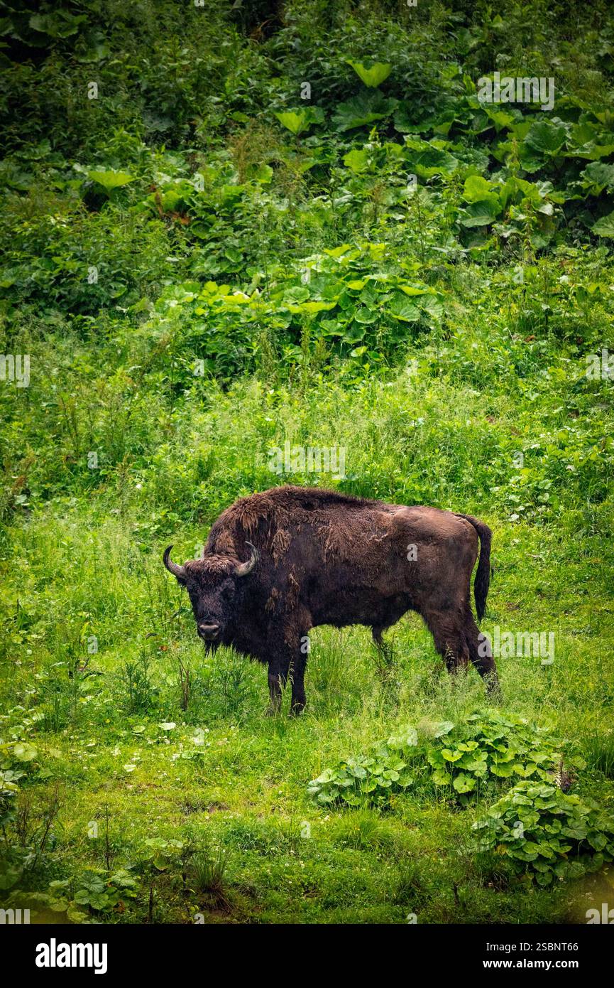 Poland, Precarpathian Mountains, Ustrzyki Górne, European bison were ...