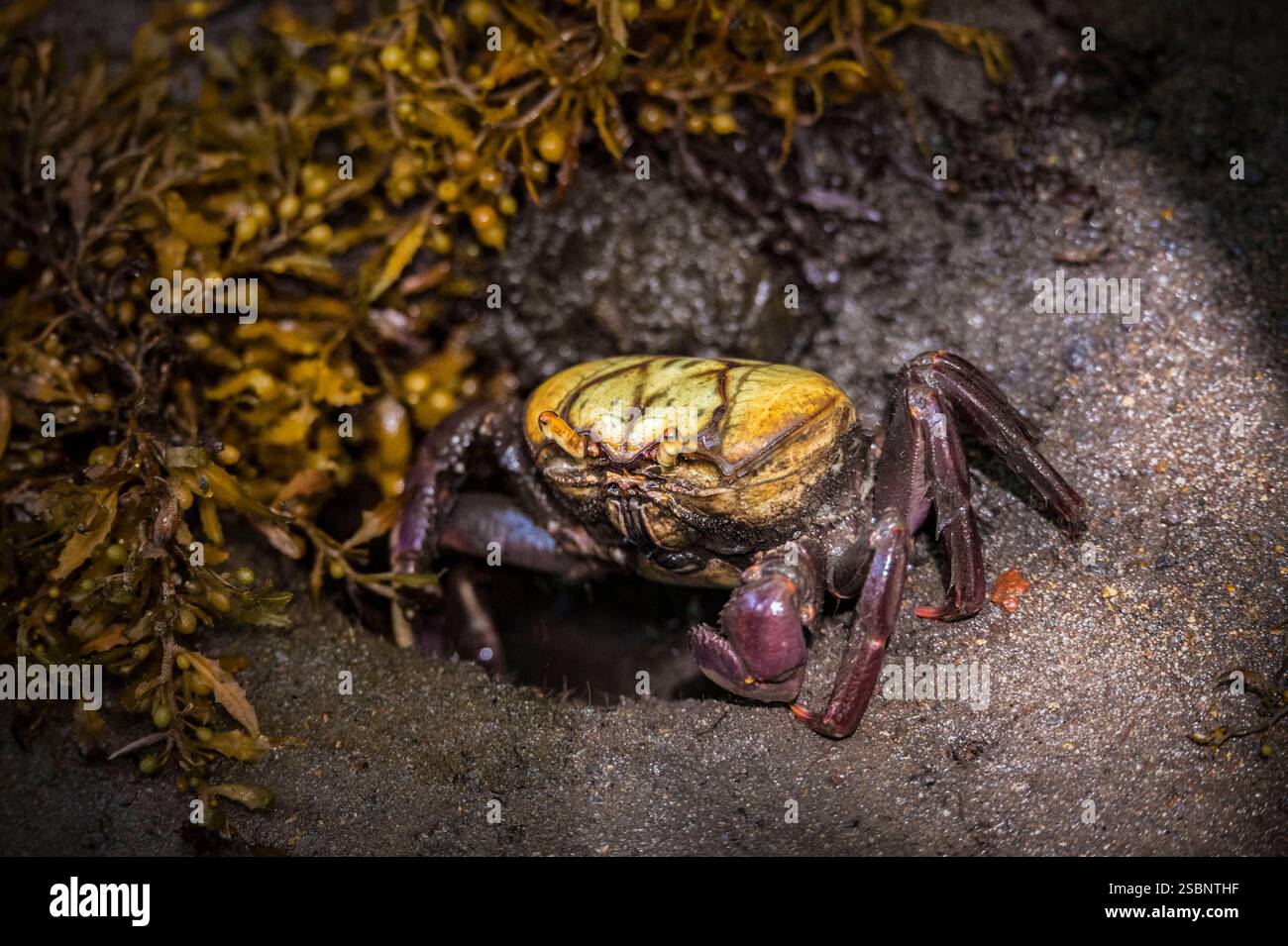 France, Caribbean, Lesser Antilles, Martinique, Martinique Regional ...