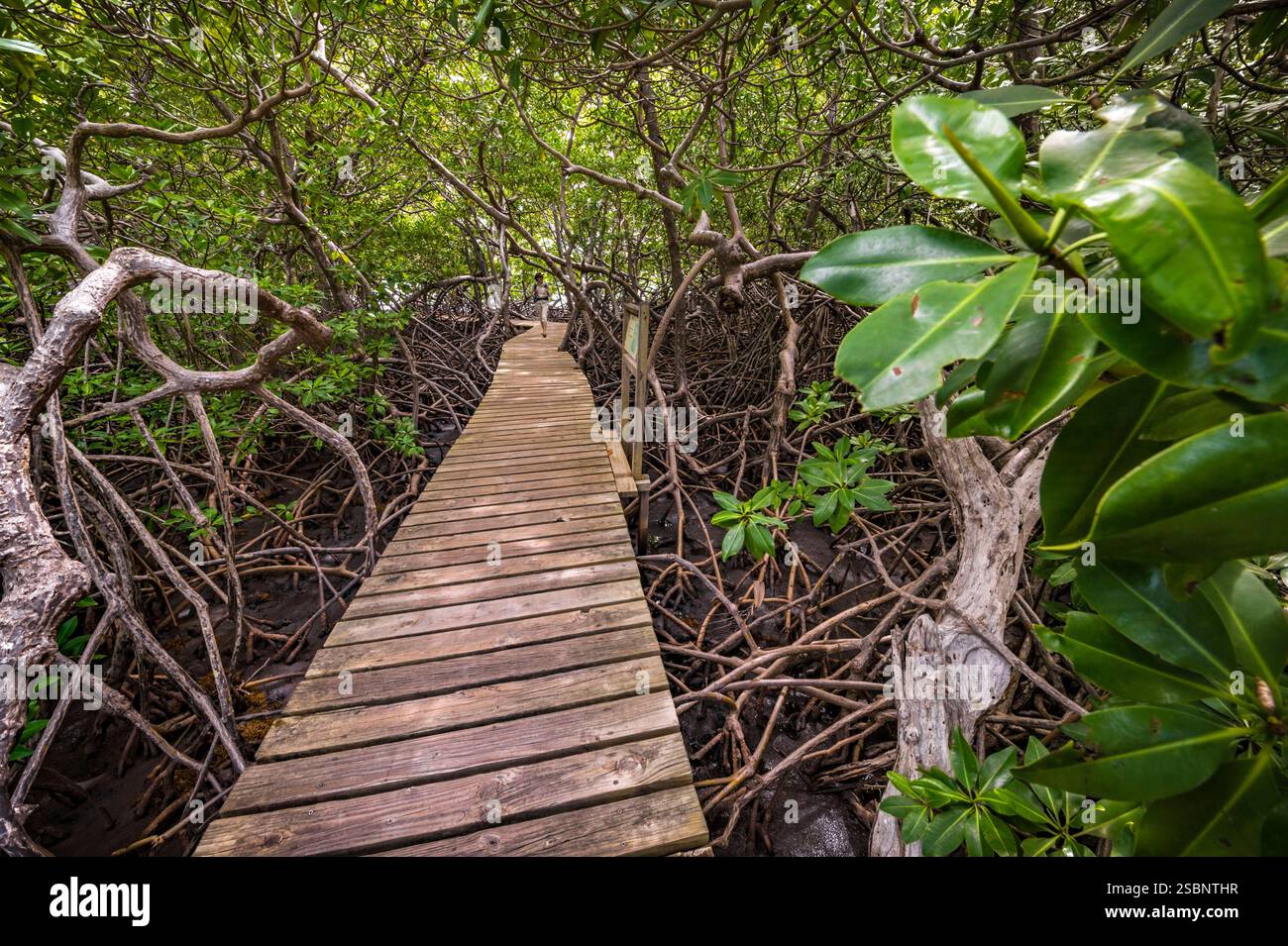 France, Caribbean, Lesser Antilles, Martinique, Martinique Regional ...
