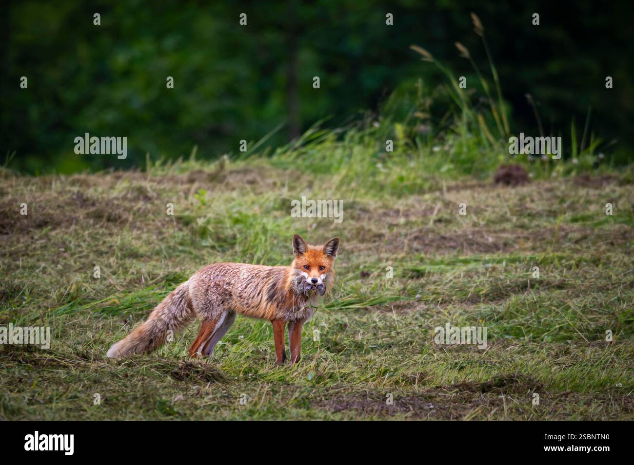 Poland, Precarpathian Mountains, Ustrzyki Górne, Bieszczady National ...