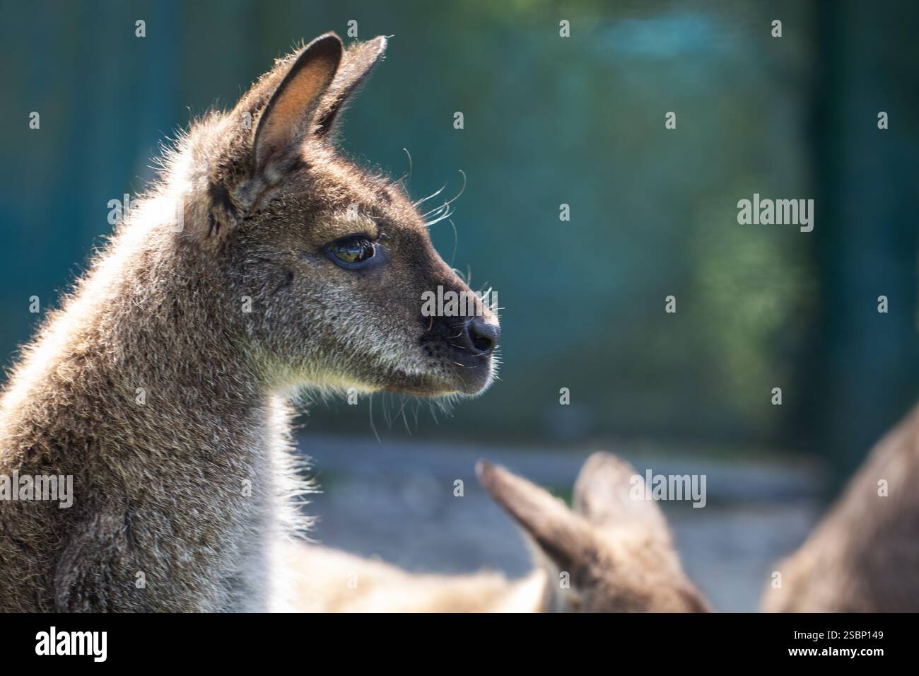 Cute fluffy wallaby in the park. Marsupial mammals. Australia Stock ...