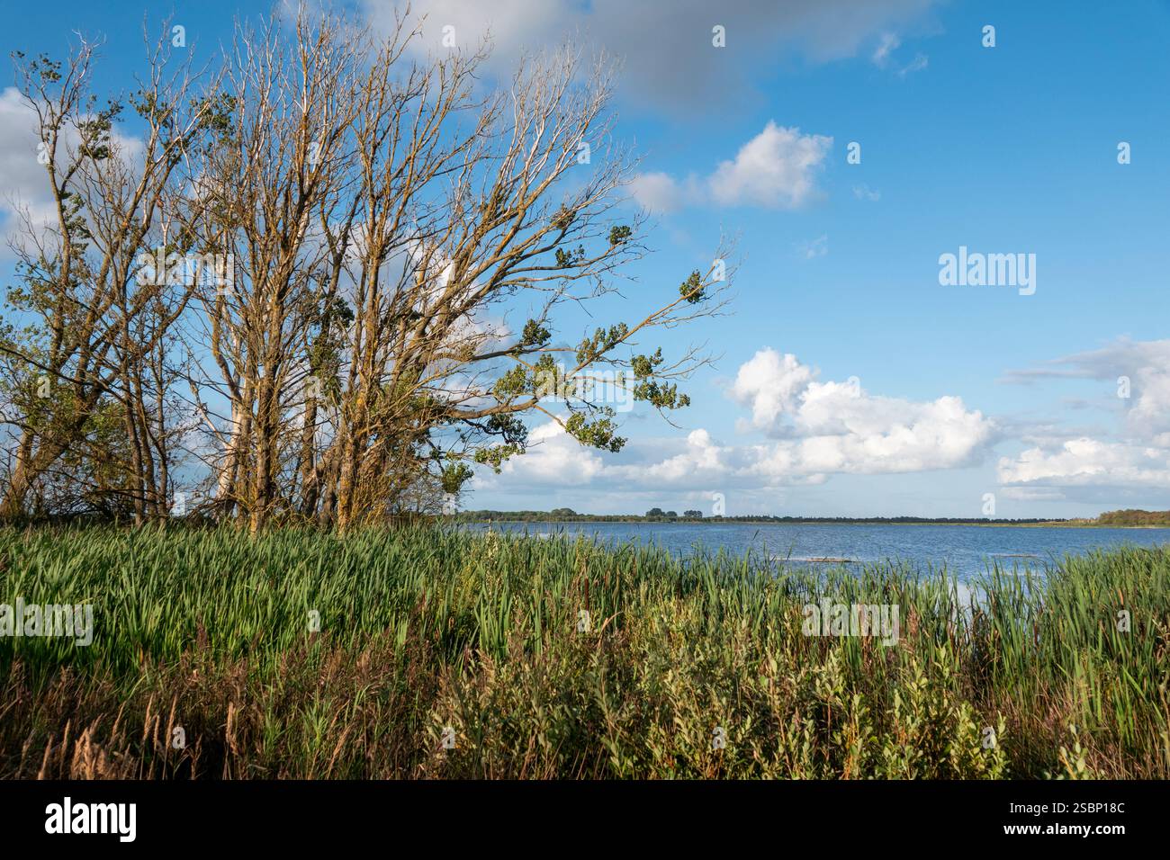 Lille Vildmose nature park in denamrk with green and water Stock Photo ...