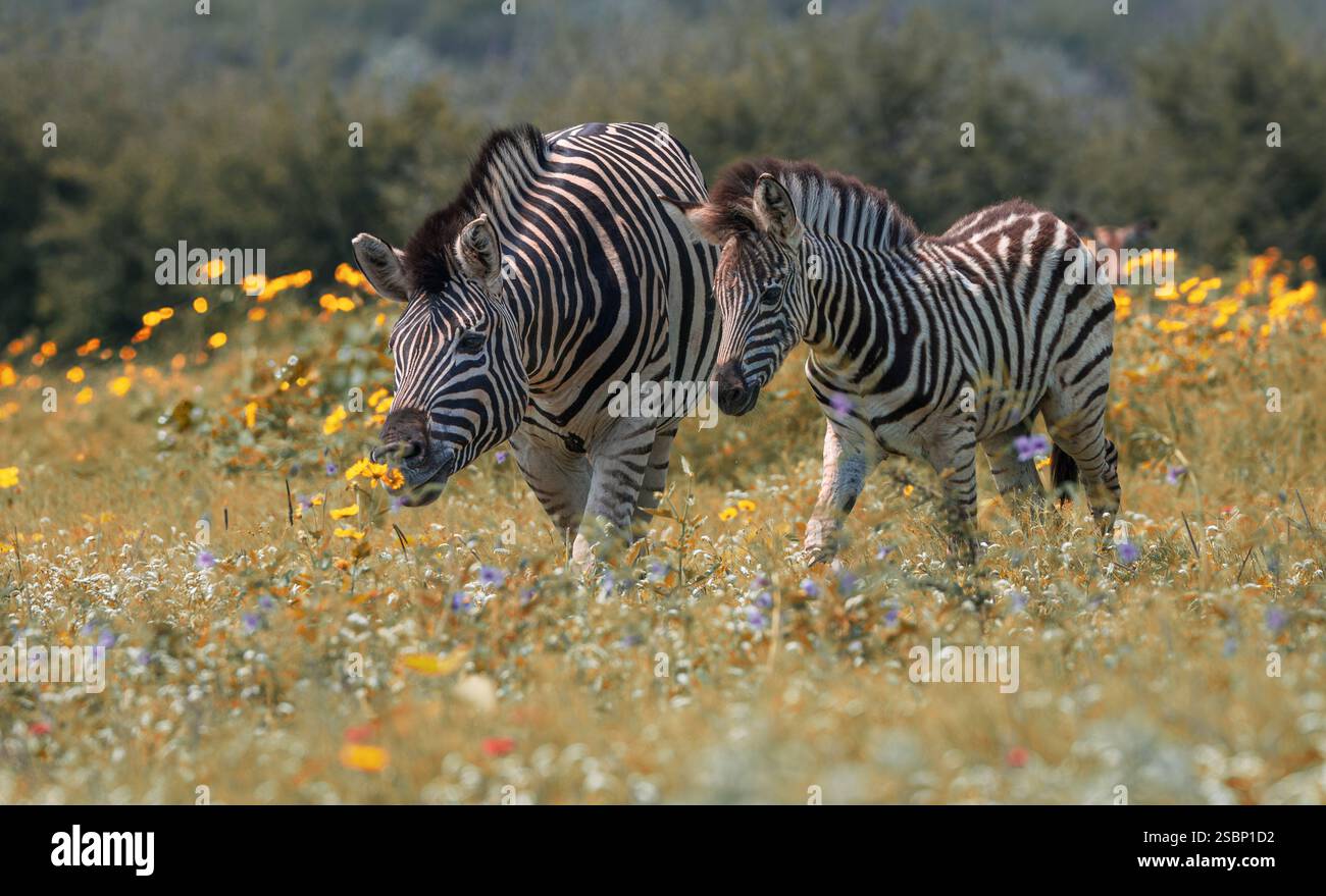 Zebra with foal Stock Photo - Alamy