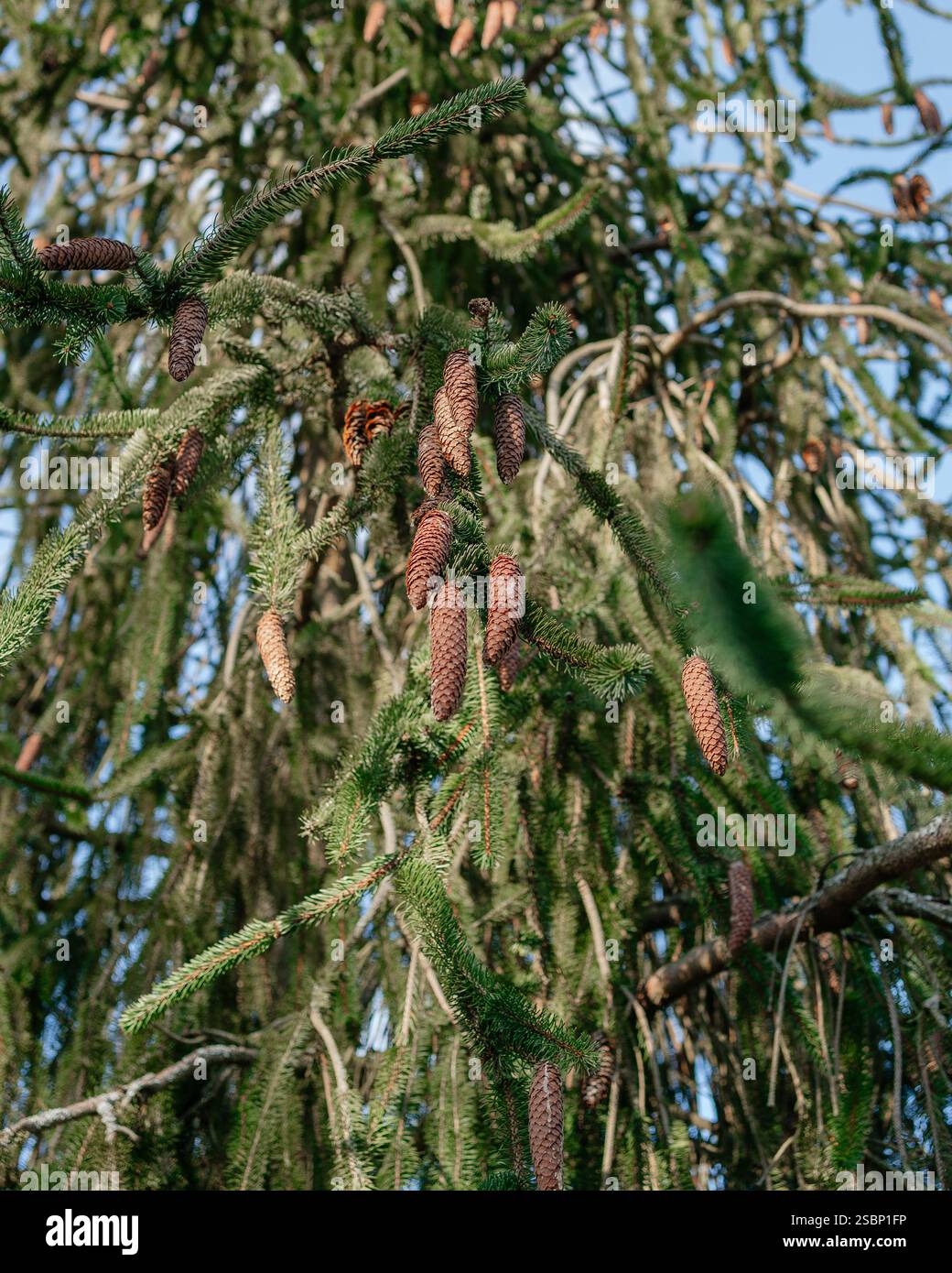 spruce with long thin branches and long cones. High quality photo Stock ...