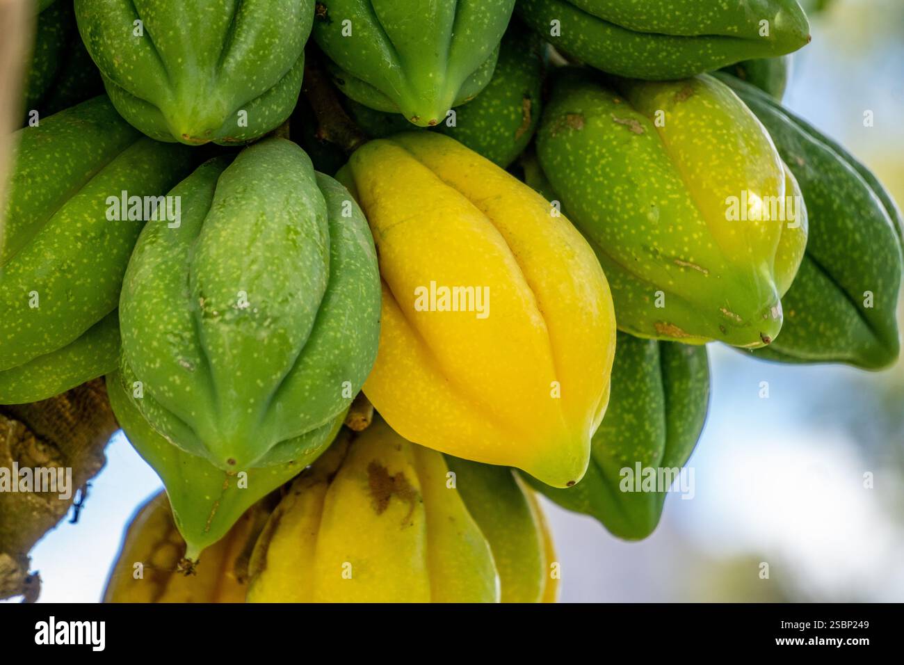 Veggie Farm Cerro Punta, Panama Stock Photo - Alamy
