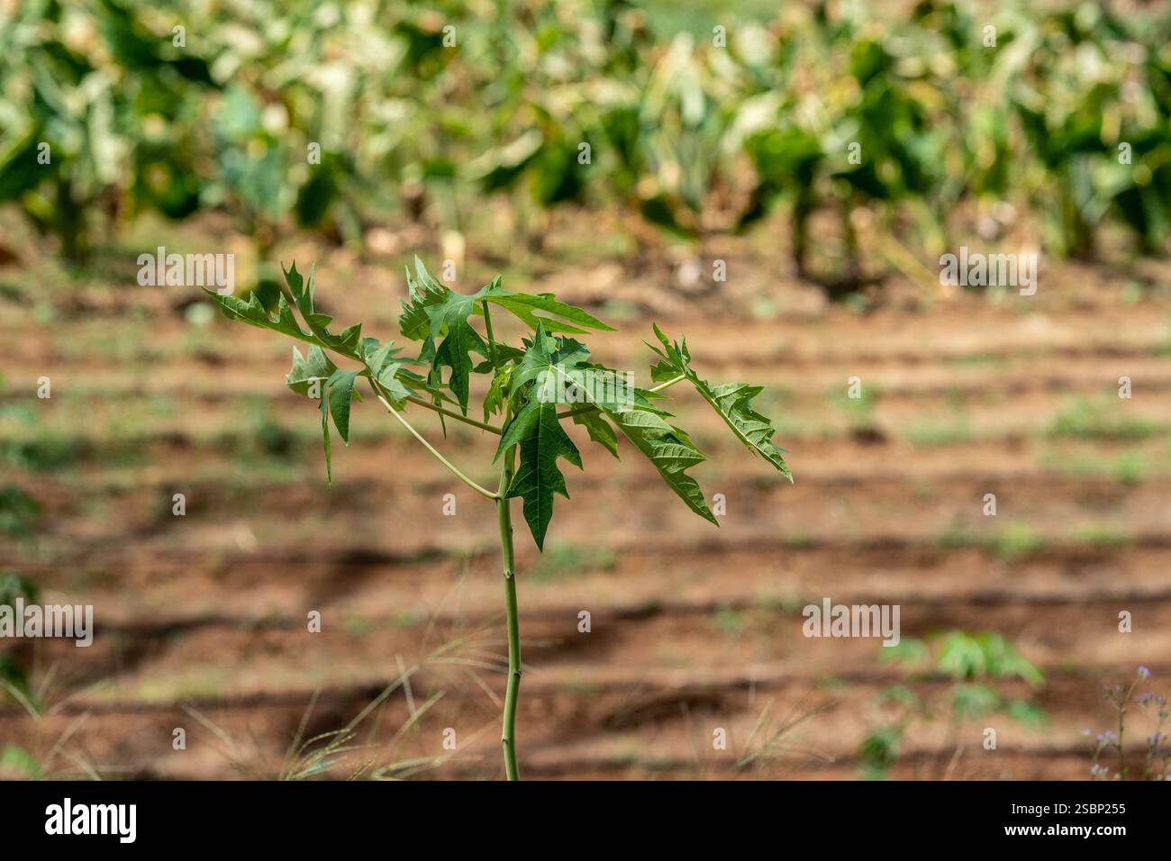 Crops in the MIDA Research Farm, Panama Stock Photo - Alamy