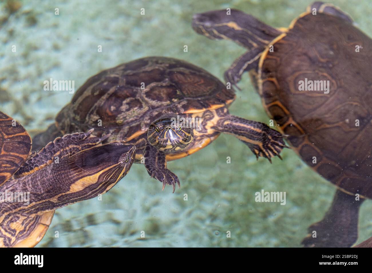 Turtles in the Punta Culebra Nature Center- Smithsonian Tropical ...