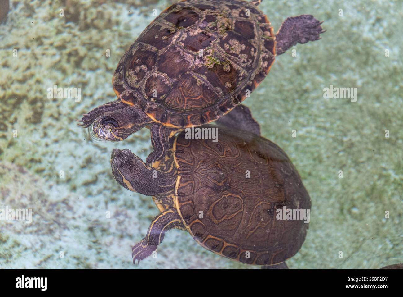 Turtles in the Punta Culebra Nature Center- Smithsonian Tropical Research Institute, Panama ...