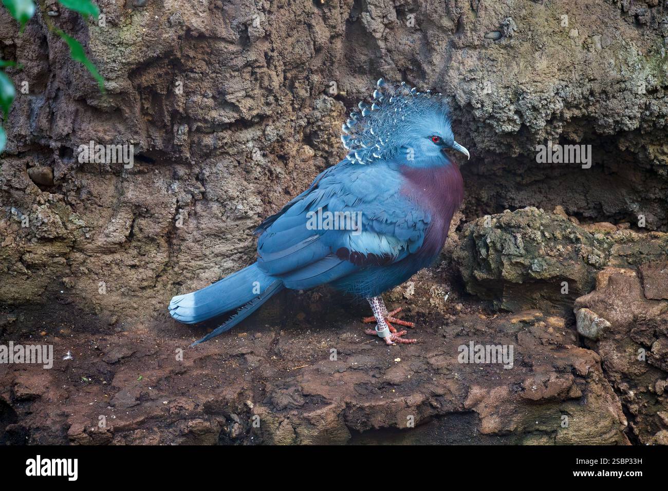 A Victoria crowned pigeon (Goura victoria) blueish-grey bird in Central ...
