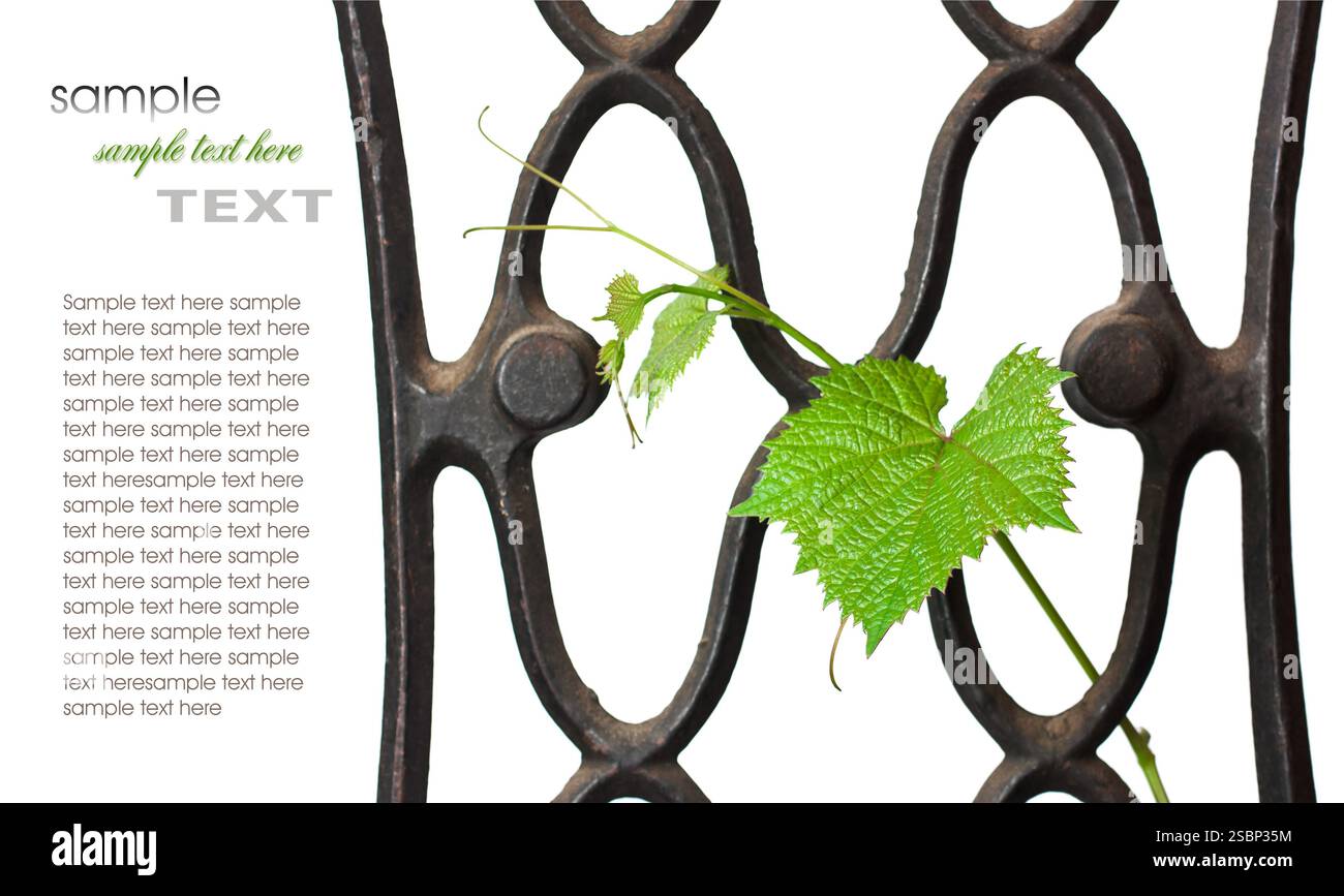 wrought-iron fence with a vine Stock Photo - Alamy