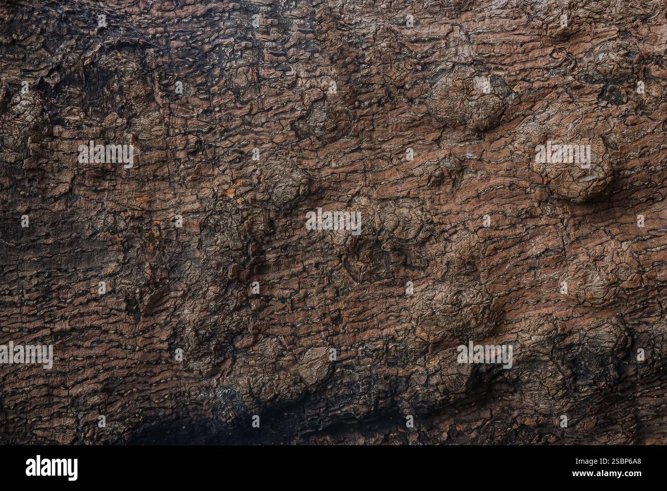 Contrasting wood texture for intro or background Stock Photo - Alamy