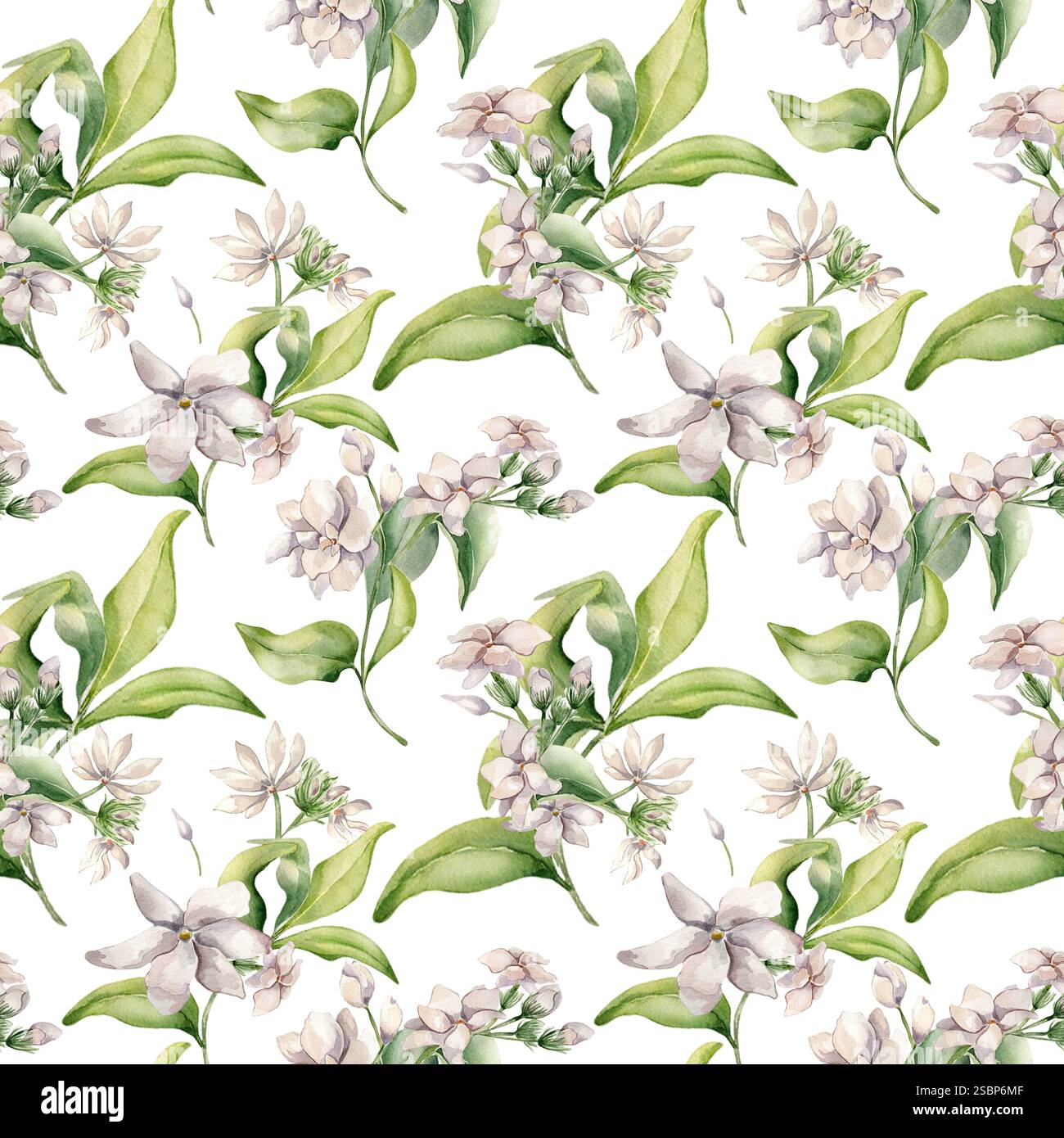 White jasmine bunch, buds, leaves watercolor seamless pattern isolated ...