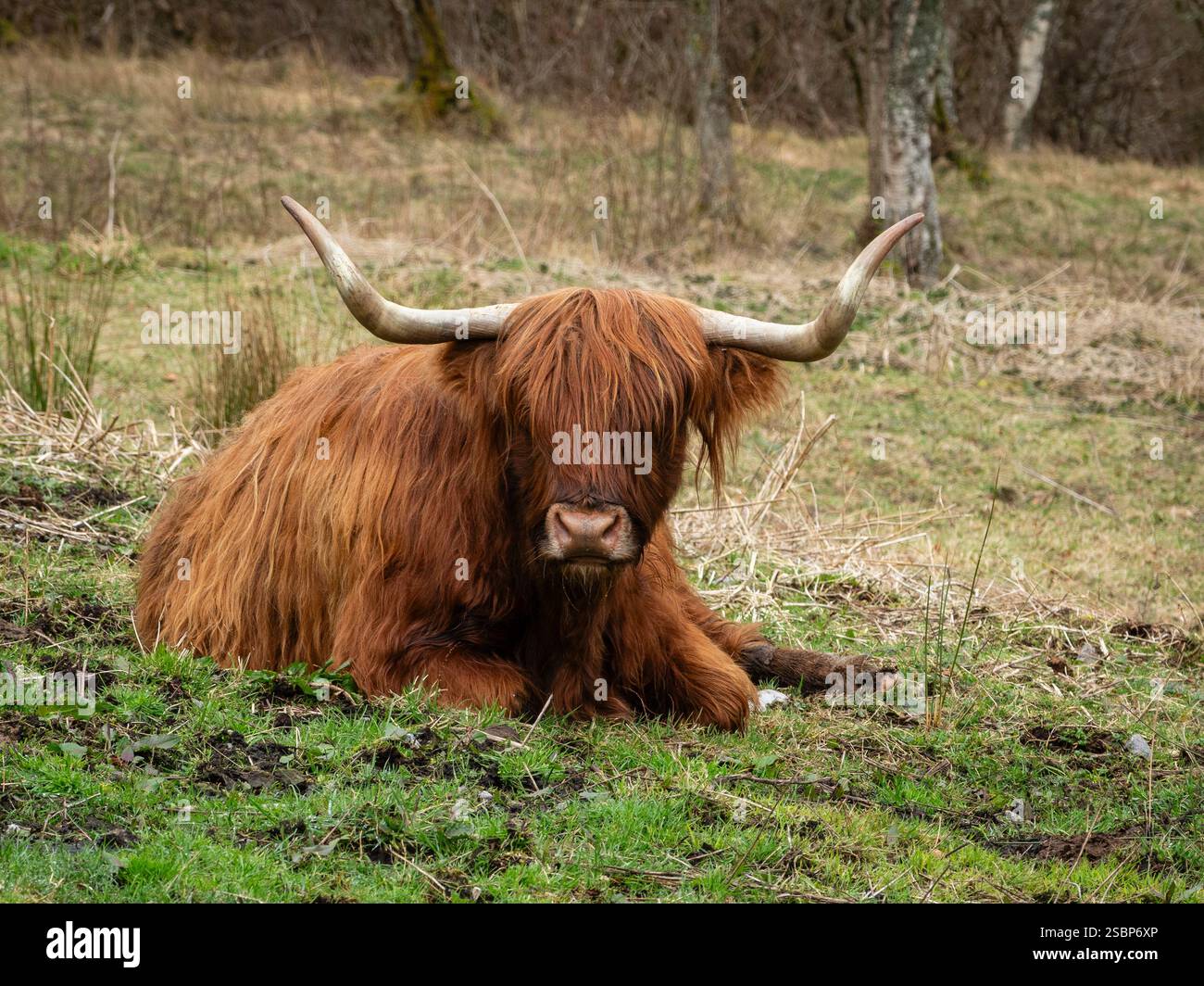 Large horns hi-res stock photography and images - Alamy