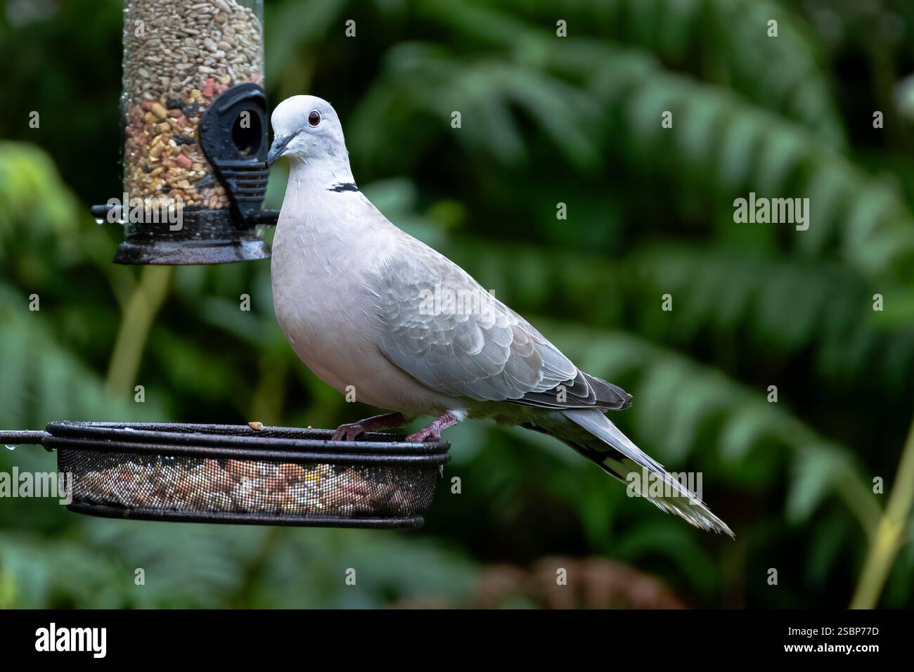 Dove in a feeder hi-res stock photography and images - Alamy