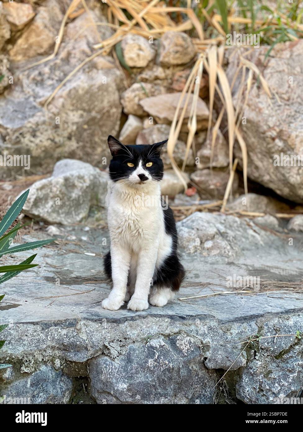 Portrait of a stray cat smartphone stock photos and images - Alamy