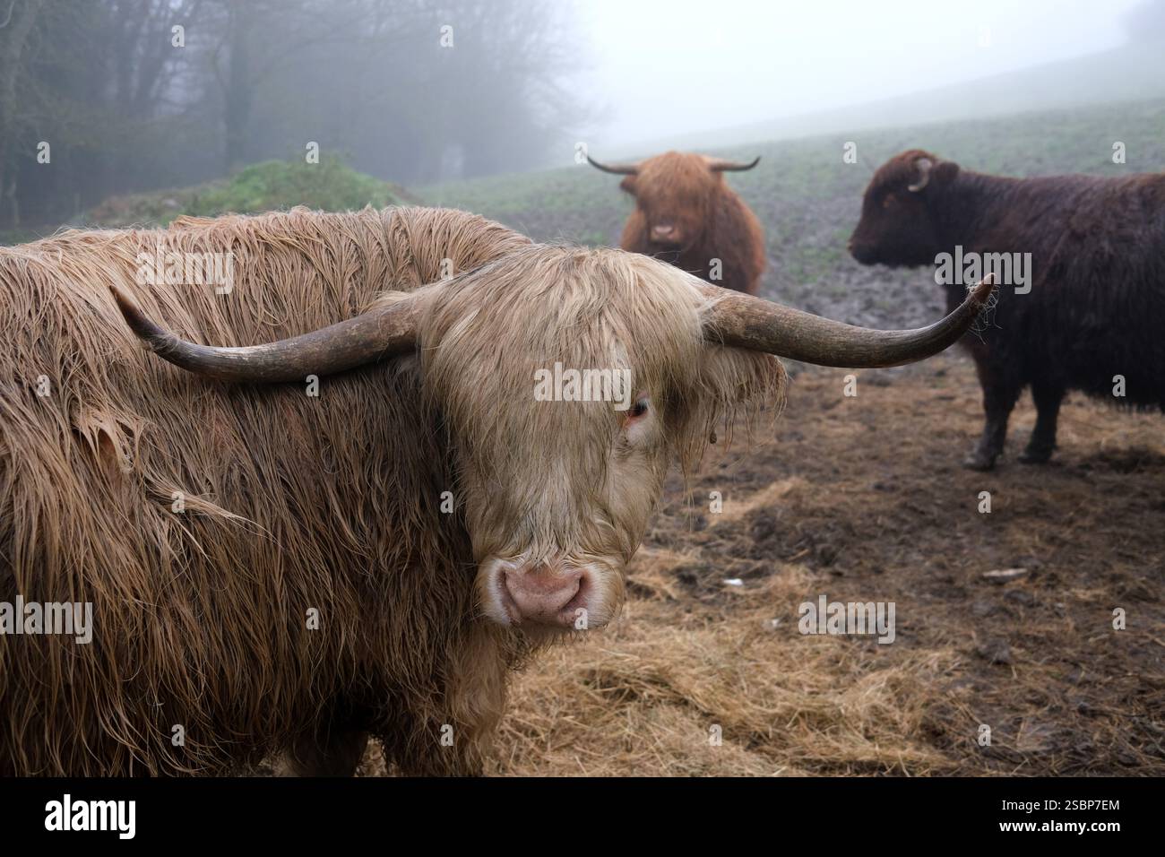 Rain soaked long horn Highland Cattle, England, Britain, Uk Stock Photo ...