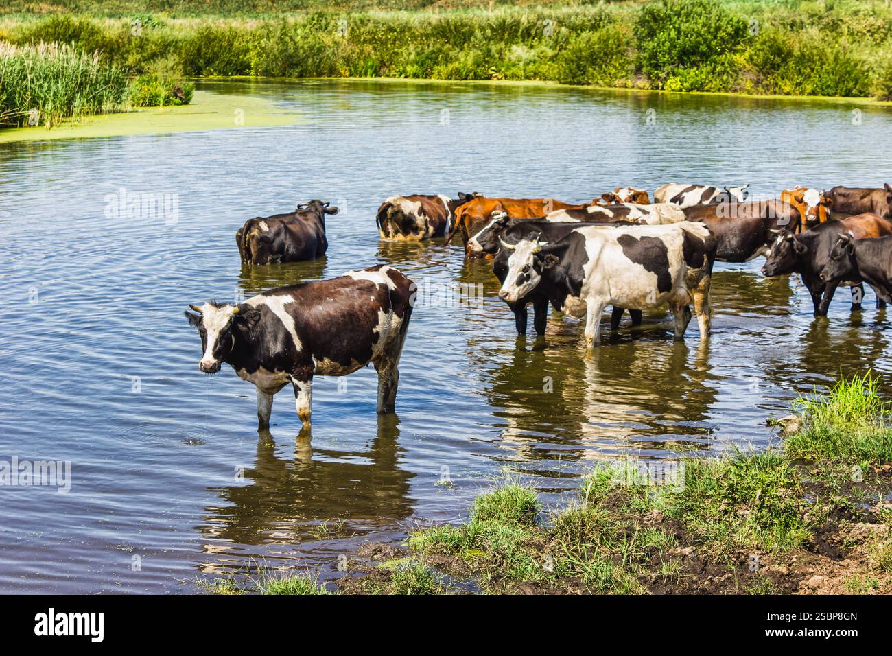 Cows wade cross the river in the countryside Stock Photo - Alamy