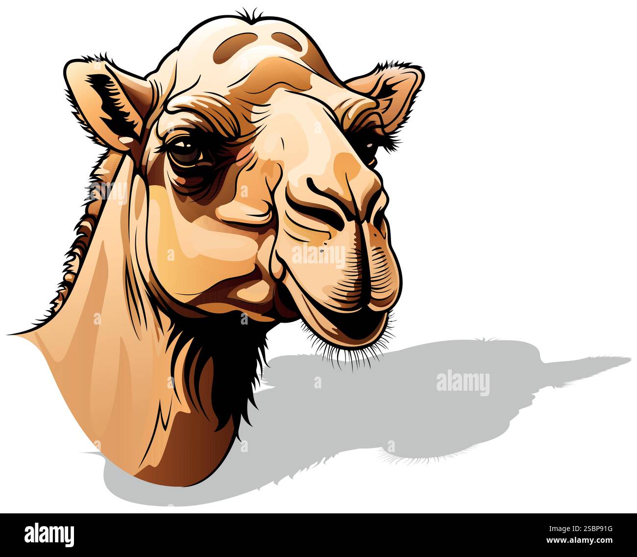 Camel Head as Colored Illustration Stock Vector Image & Art - Alamy