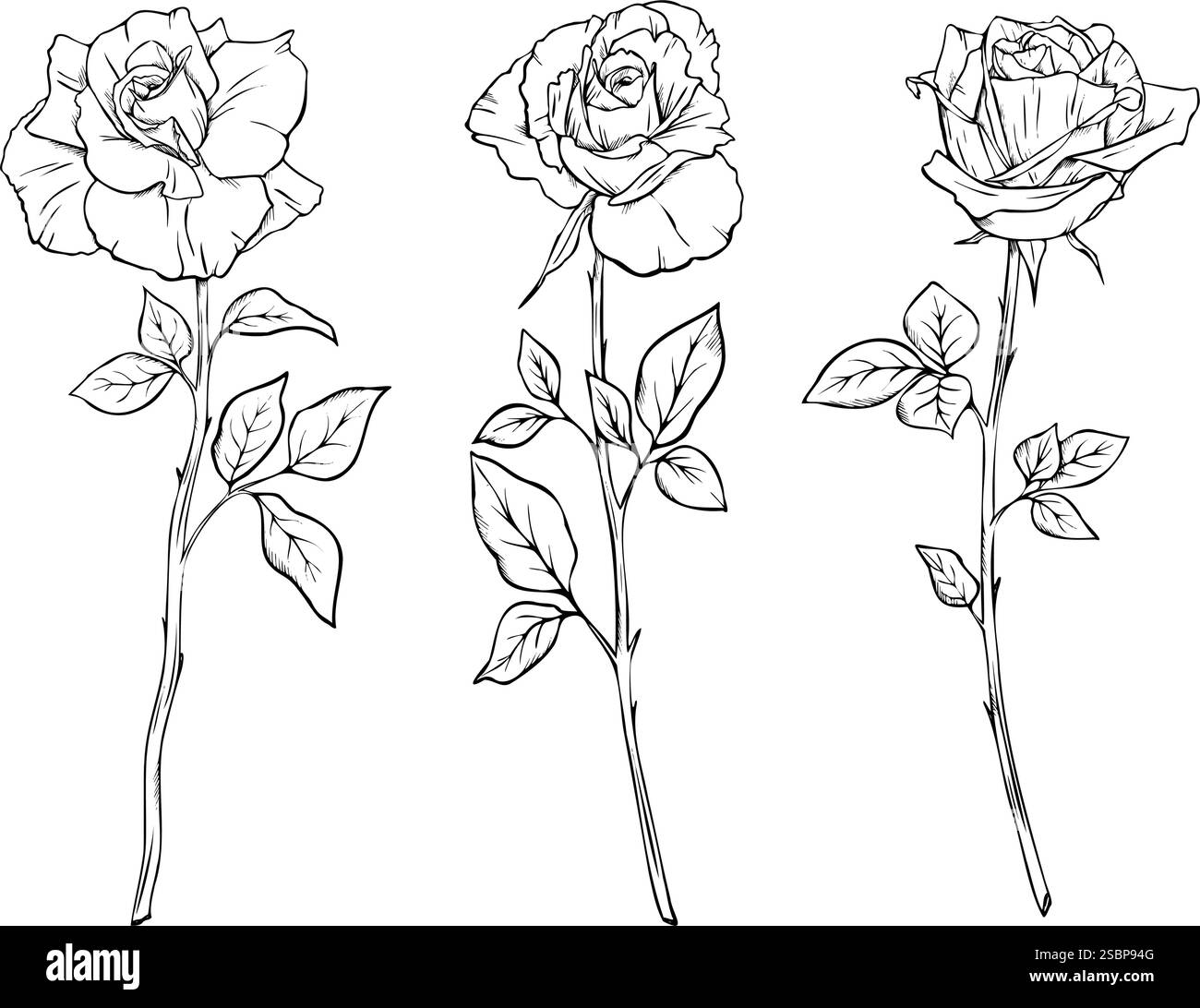 Set of rose flower in engraving style. Hand drawn vector outline ...