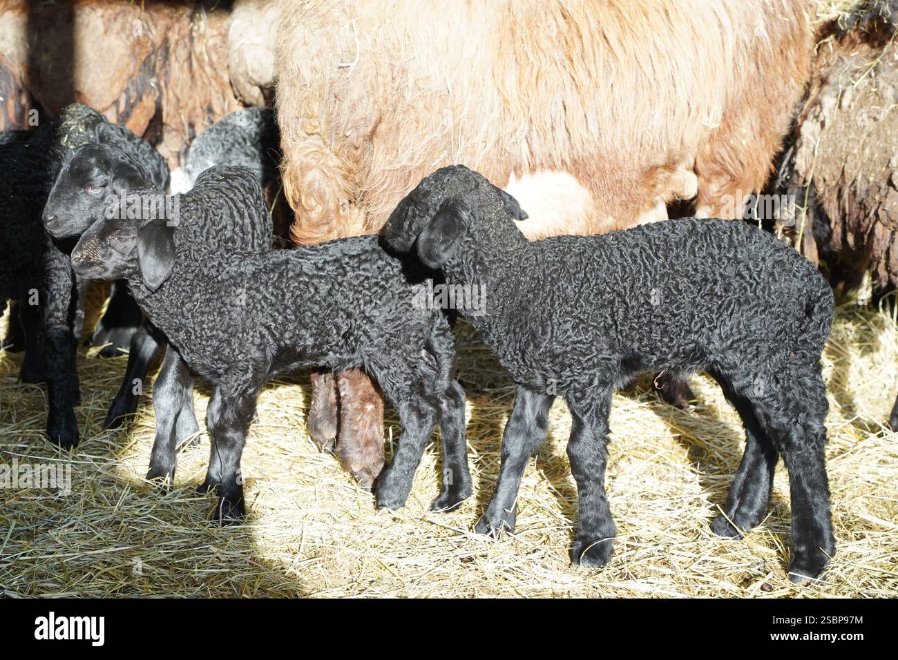 Playful Black Lambs Enjoying Life Amidst Hay A Glimpse into Joyful Farm ...