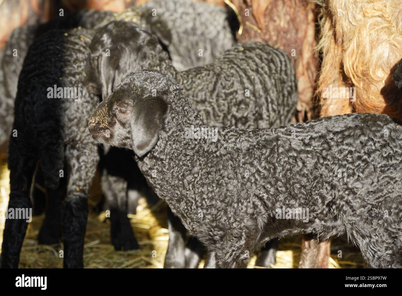 Playful Black Lambs Enjoying Life Amidst Hay A Glimpse into Joyful Farm ...